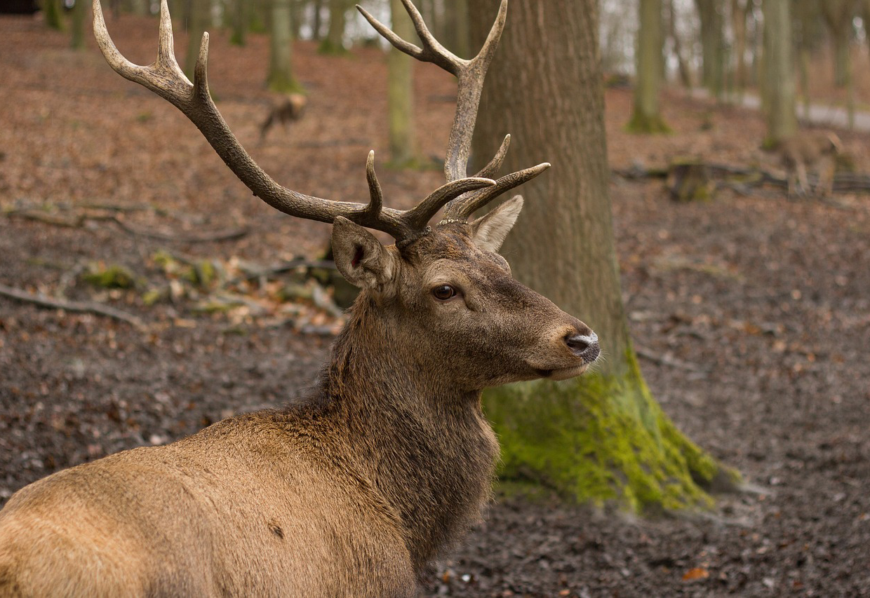 Choosing the Right UTV for Hunting – A & UTV PRO